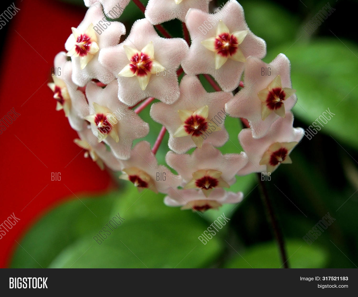 Flower Hoya Carnosa. Image & Photo (Free Trial) | Bigstock