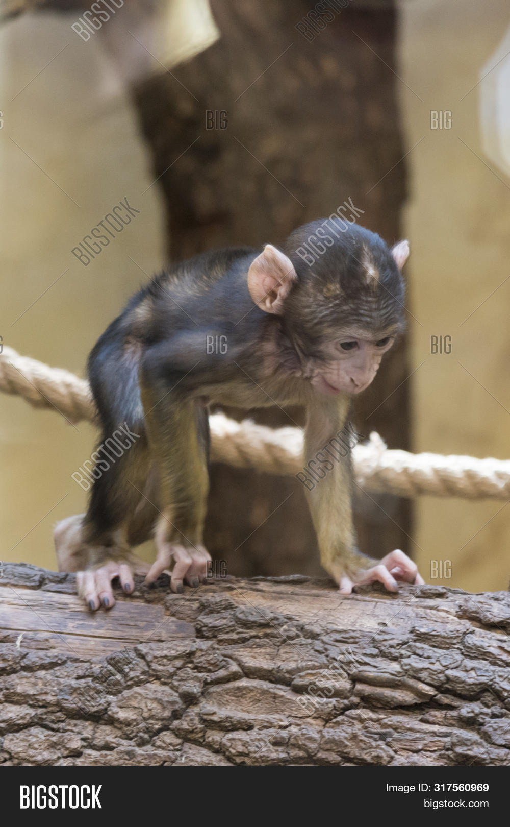 Adorable Face Baby Image & Photo (Free Trial) | Bigstock