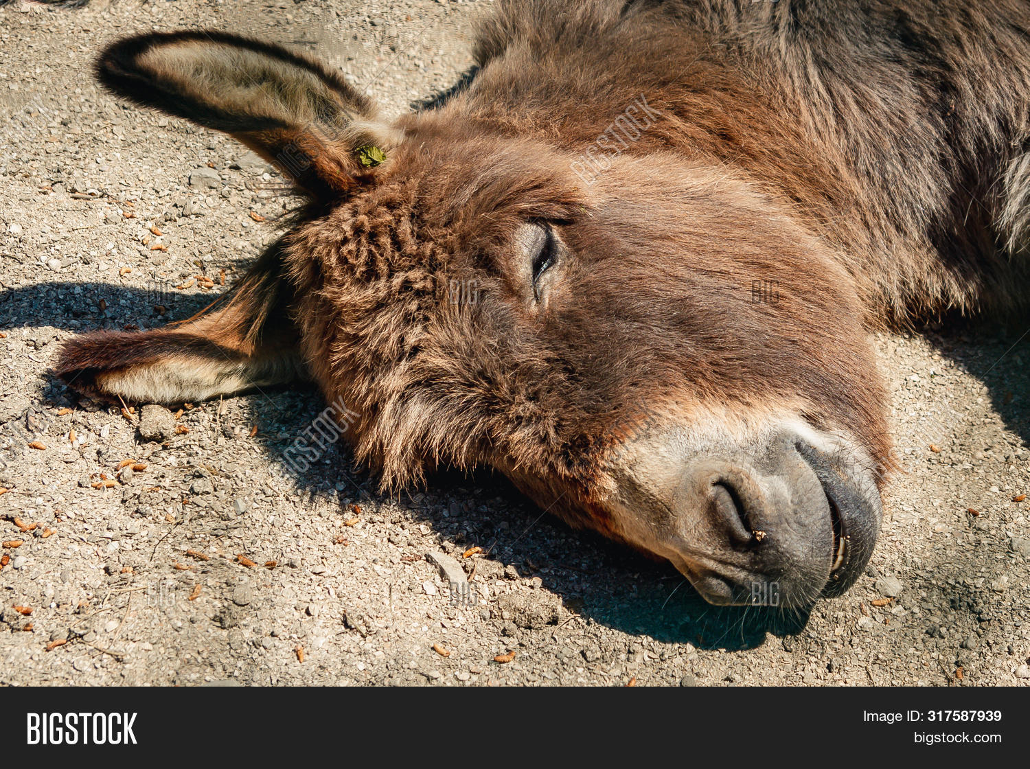 Tired Donkey Closed Image & Photo (Free Trial) | Bigstock