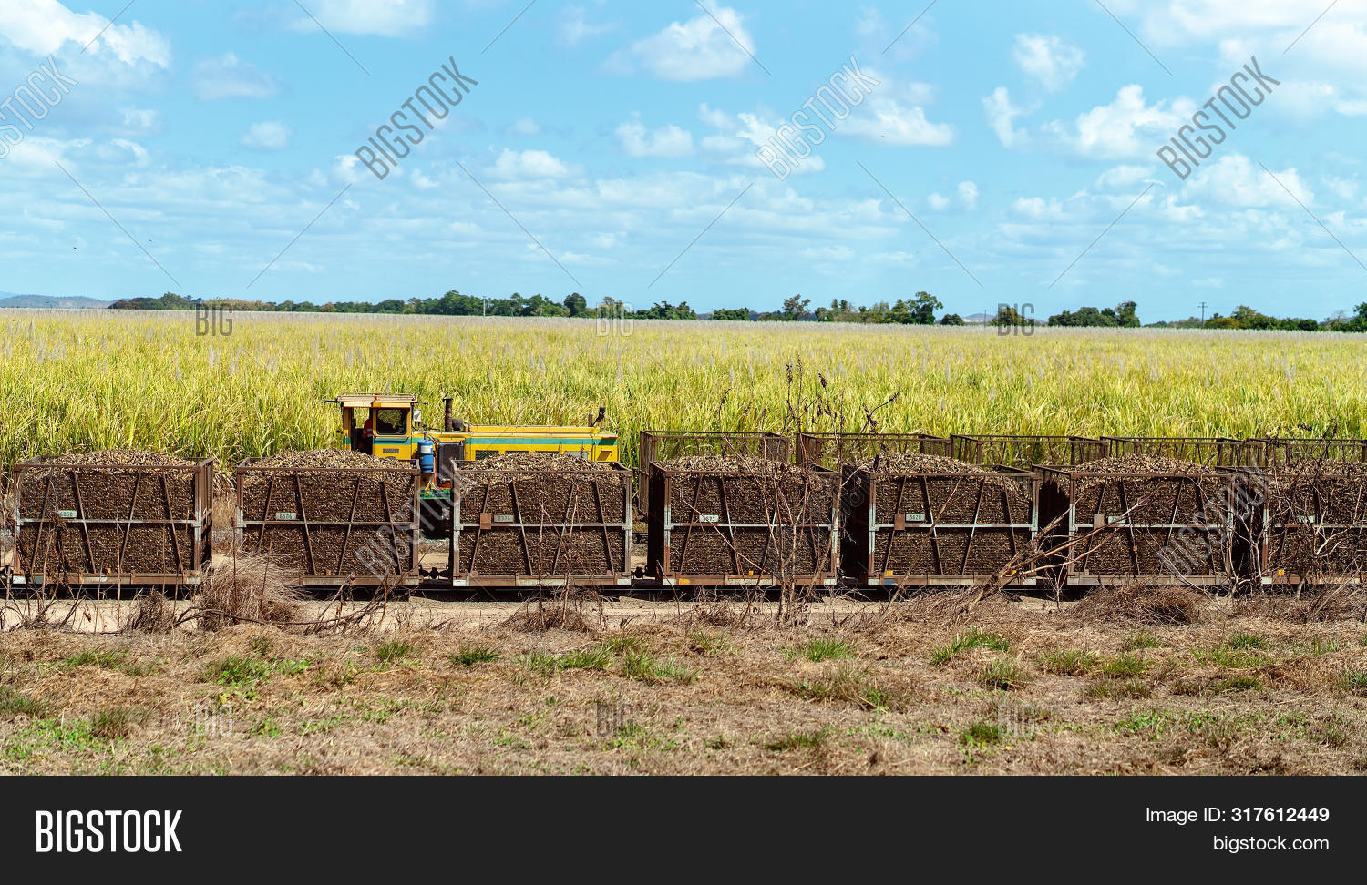 Harvested Sugar Cane Image & Photo (Free Trial) | Bigstock