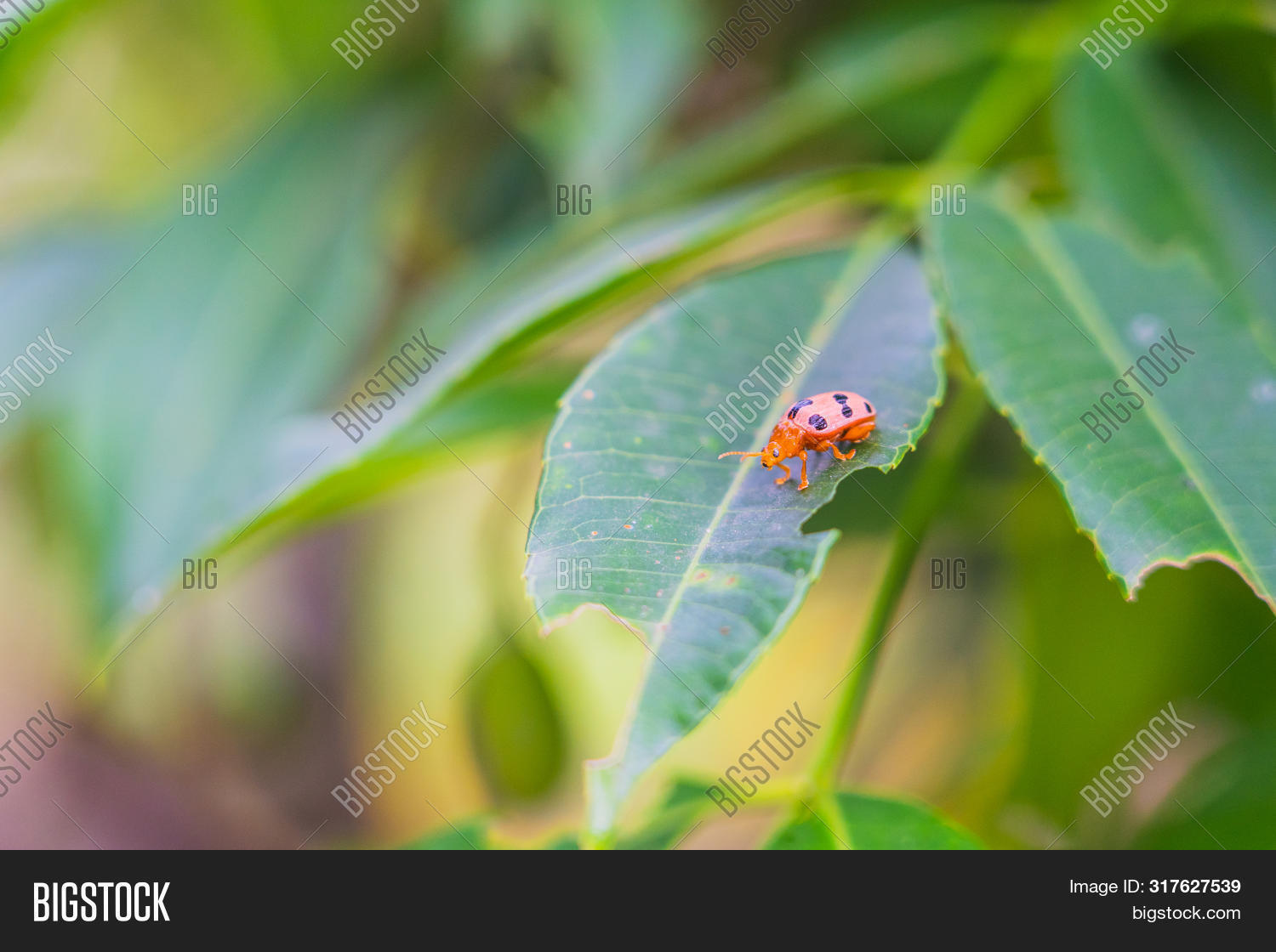 Lady Bug Couple Making Image & Photo (Free Trial) | Bigstock