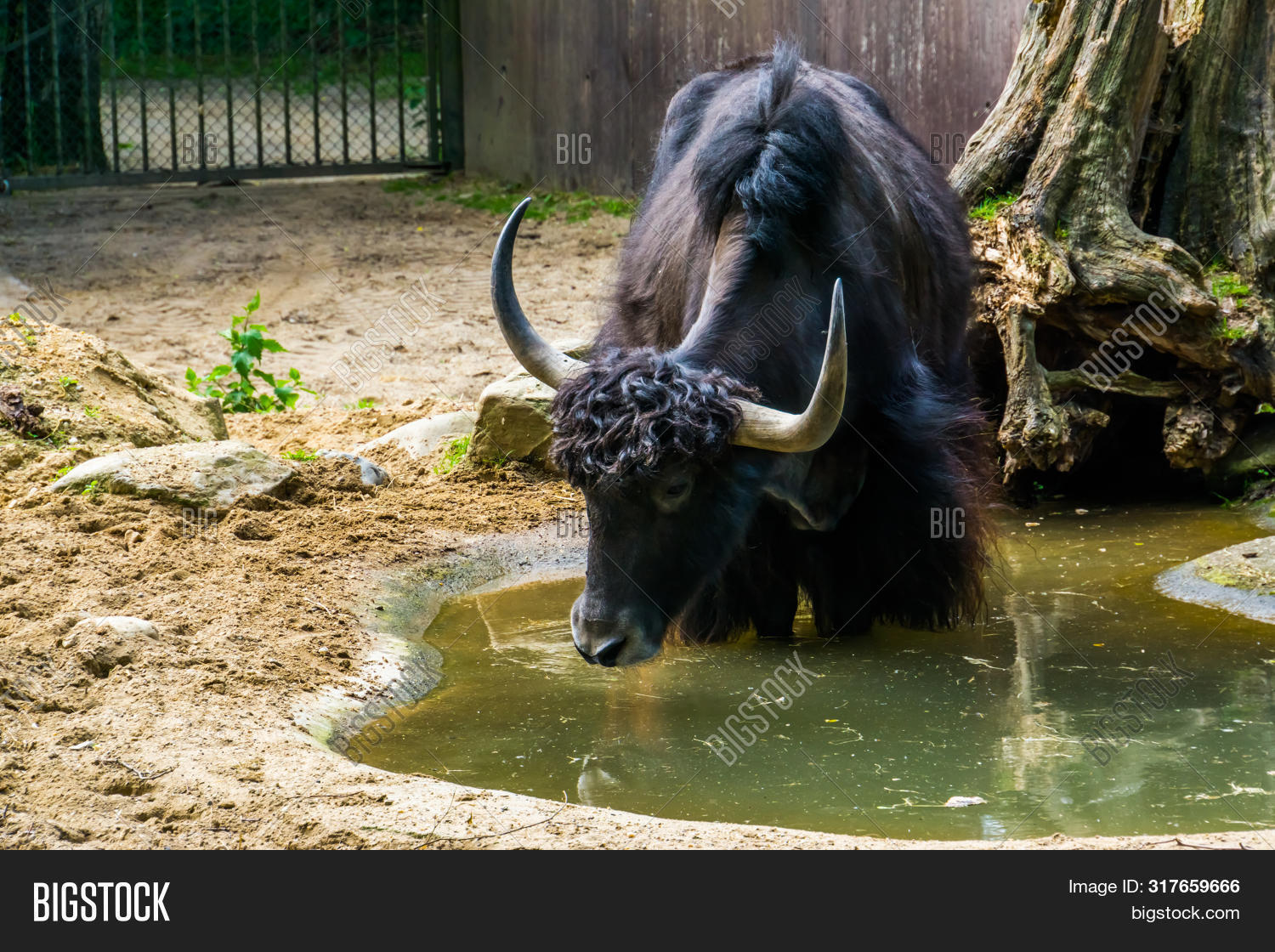 Wild Yak Taking Bath Image & Photo (Free Trial) | Bigstock