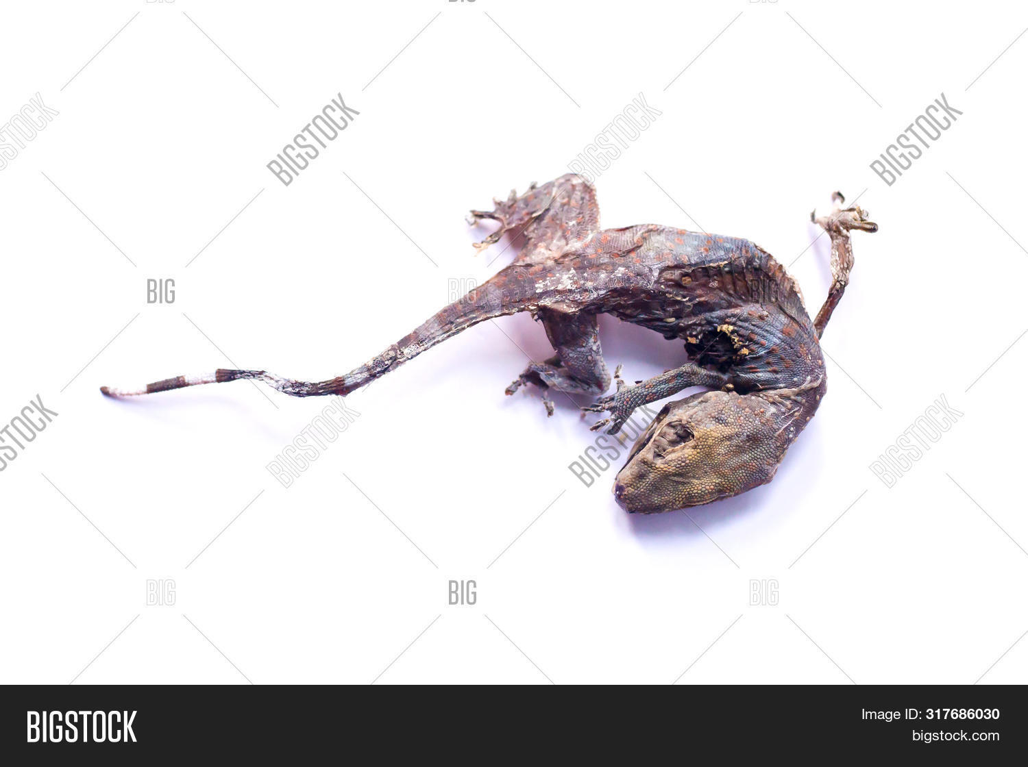 Dried Gecko Isolated Image & Photo (Free Trial) | Bigstock