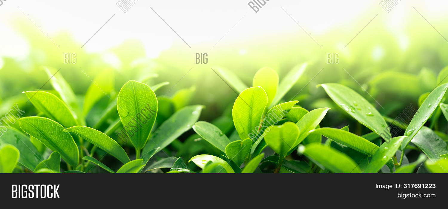 Green Leaf Farm Image & Photo (Free Trial) | Bigstock