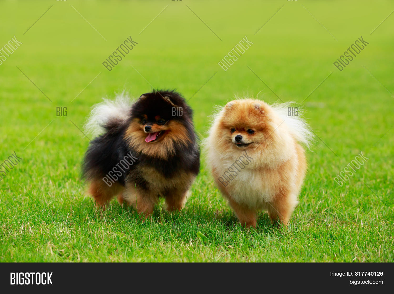 Two Dogs Breed Image & Photo (Free Trial) | Bigstock
