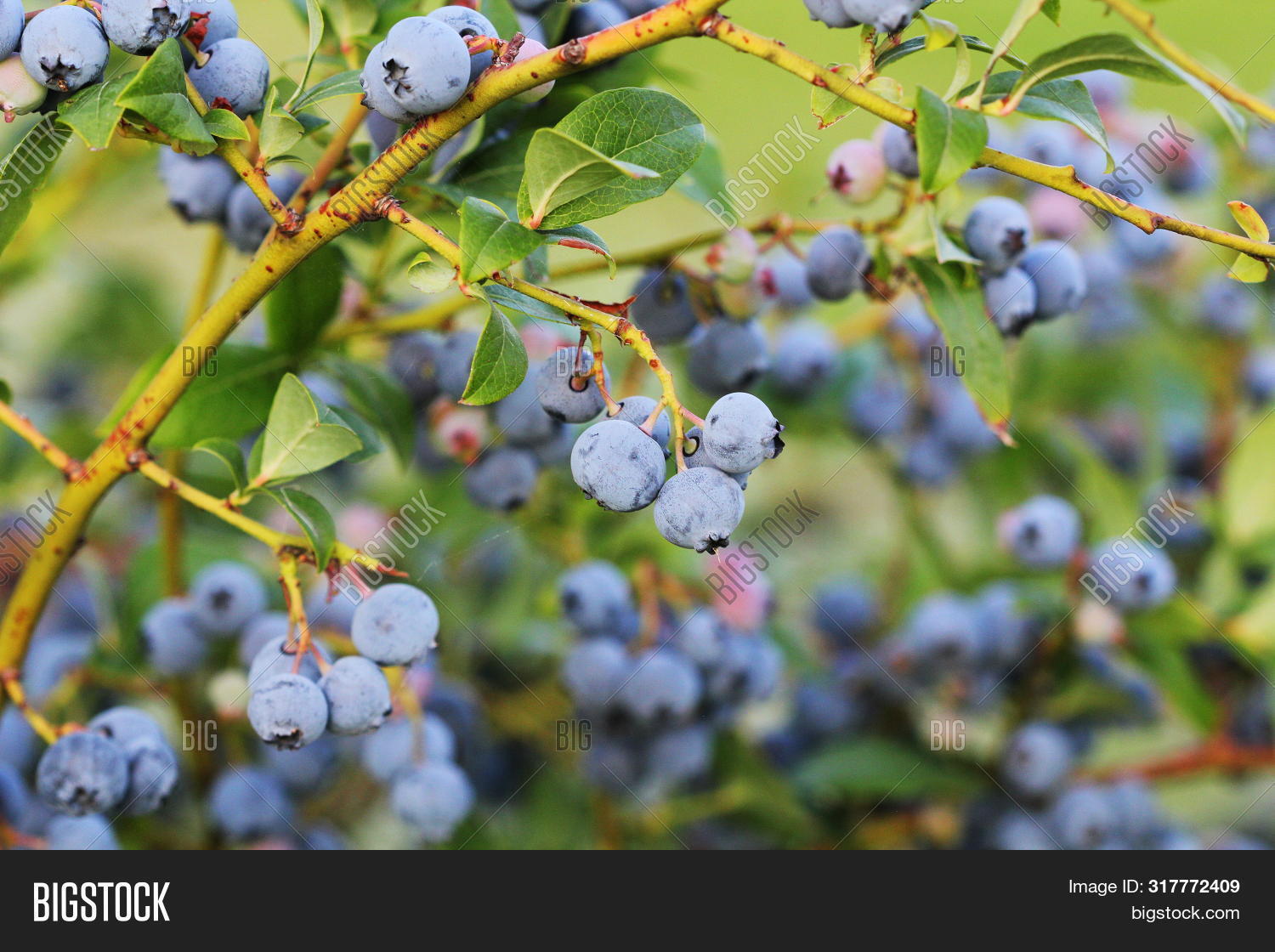 Blueberries Ripening Image & Photo (Free Trial) | Bigstock
