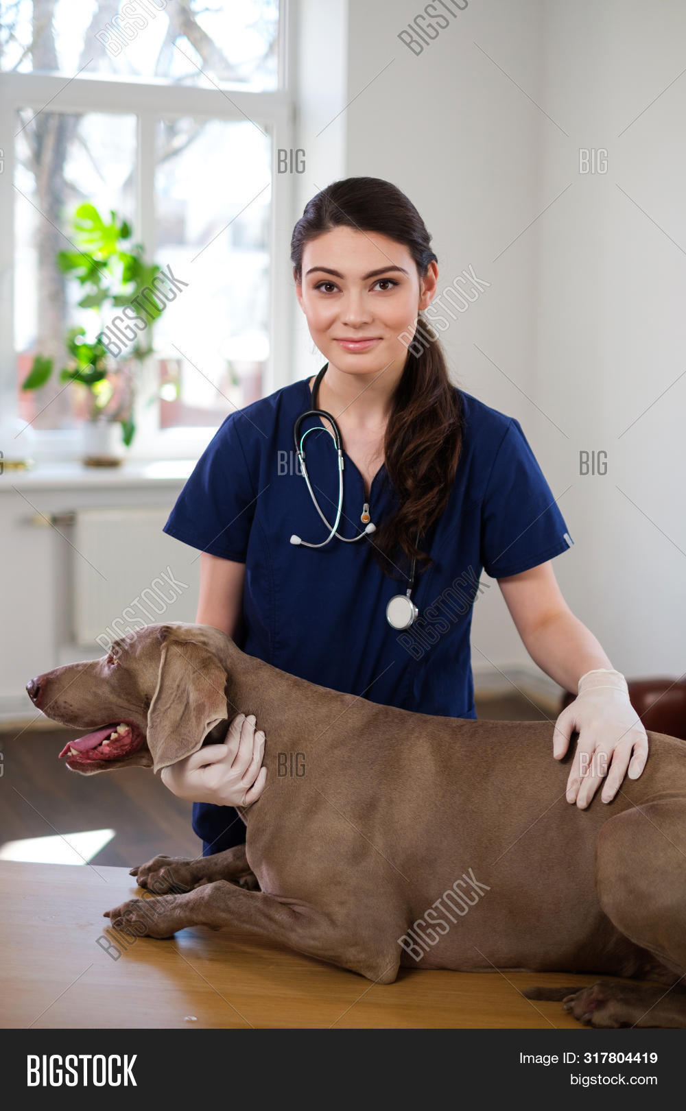 Veterinary Surgeon Image & Photo (Free Trial) | Bigstock