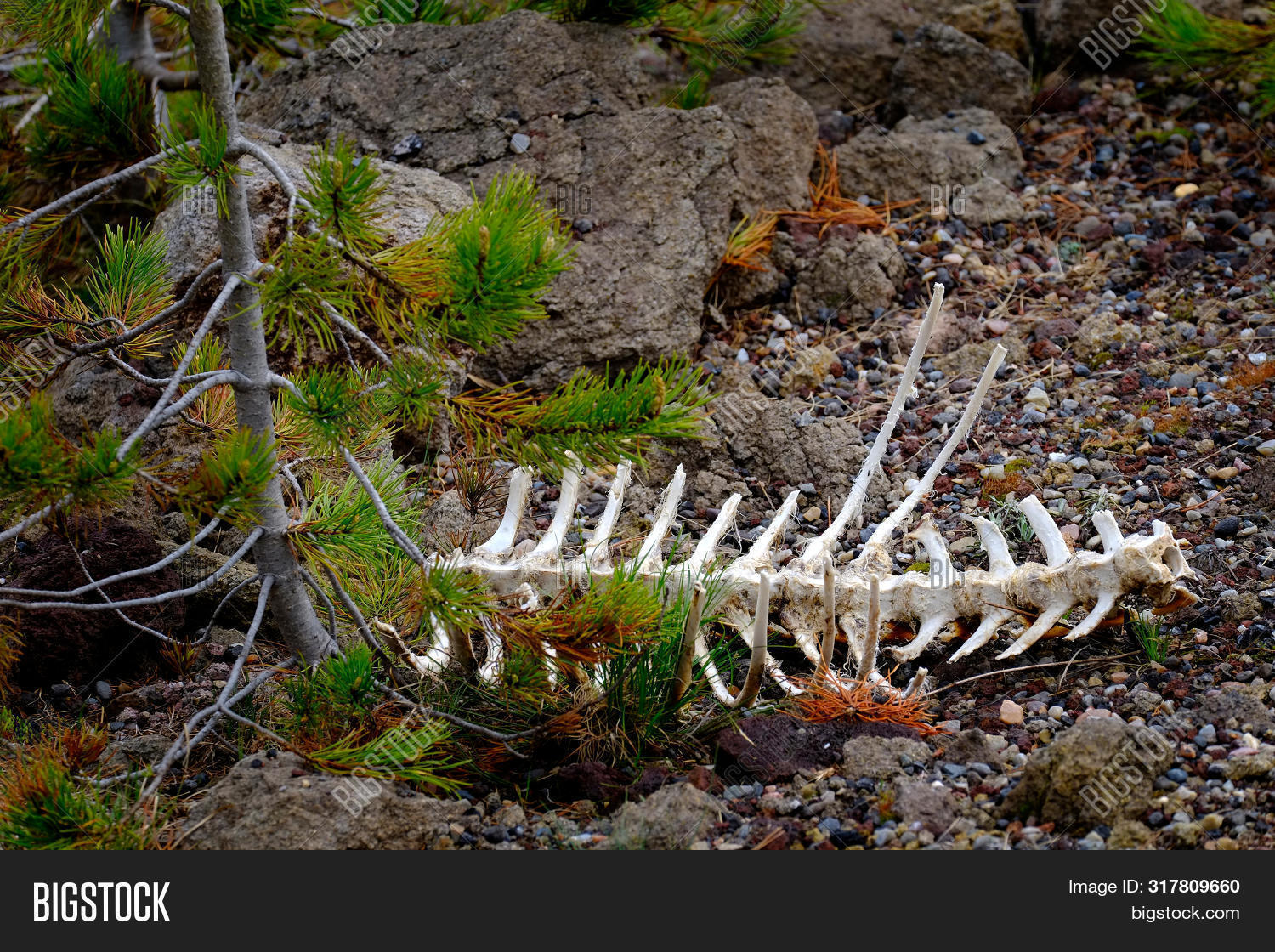 Bones Rib Cage Animal Image & Photo (Free Trial) | Bigstock