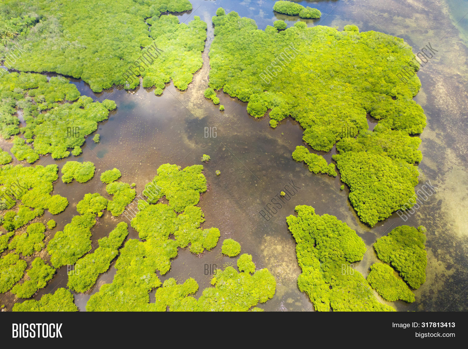 Mangrove Forests Image & Photo (Free Trial) | Bigstock