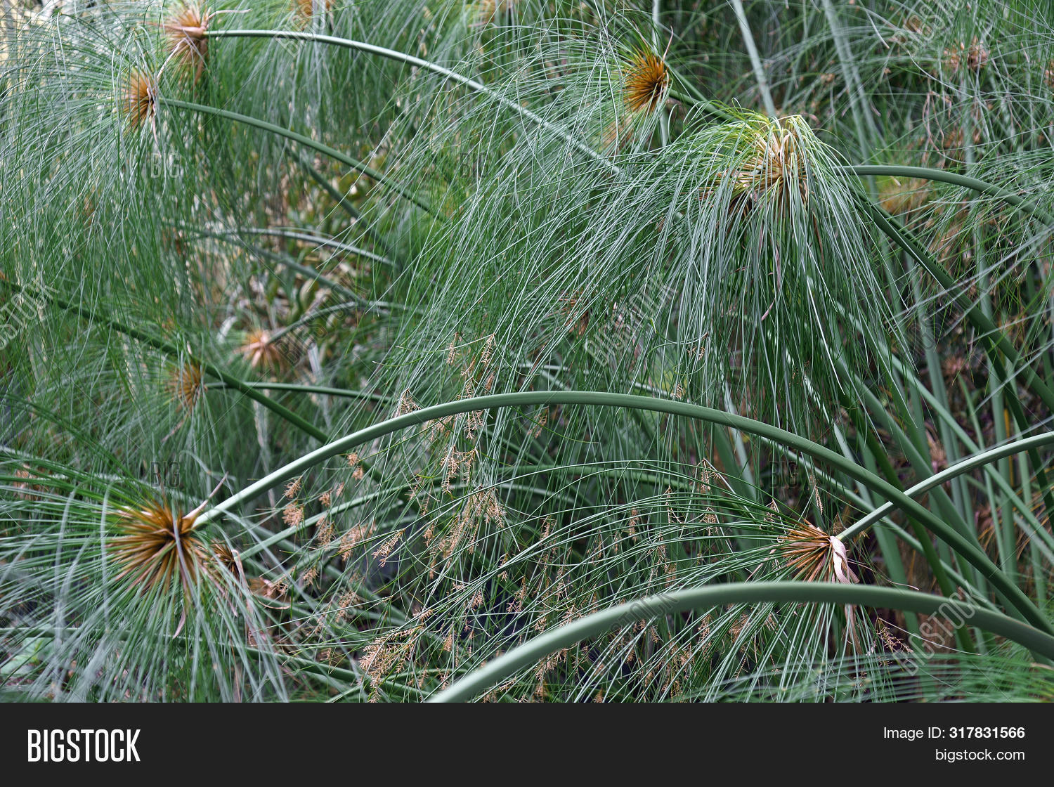 Papyrus (cyperus Image & Photo (Free Trial) | Bigstock