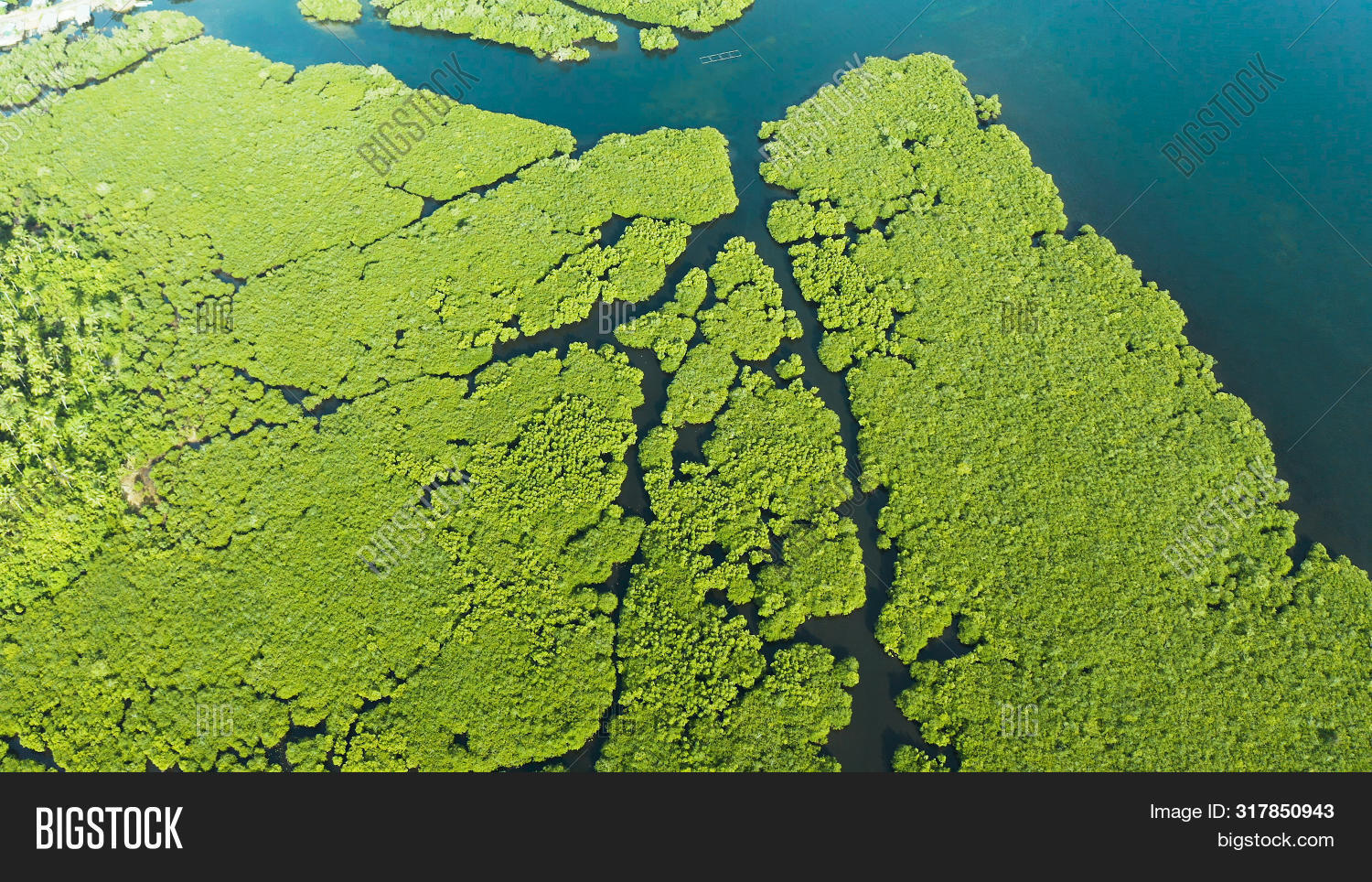 Mangrove Green Forests Image & Photo (Free Trial) | Bigstock