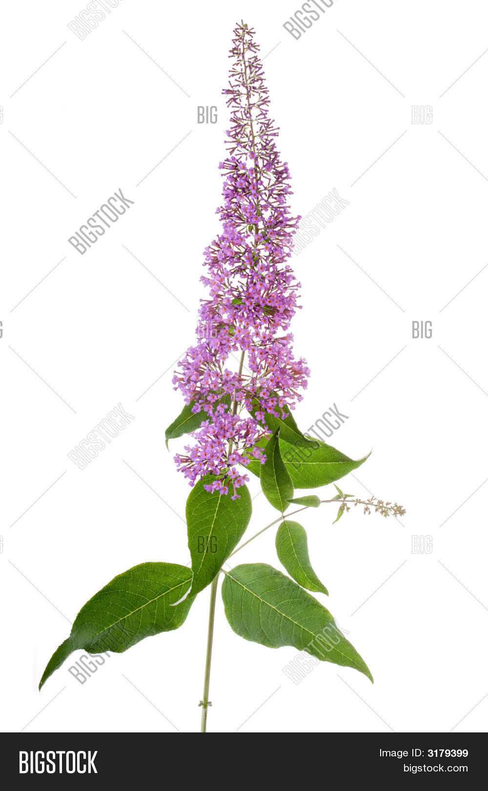 Buddleia Flower Image & Photo (Free Trial) | Bigstock