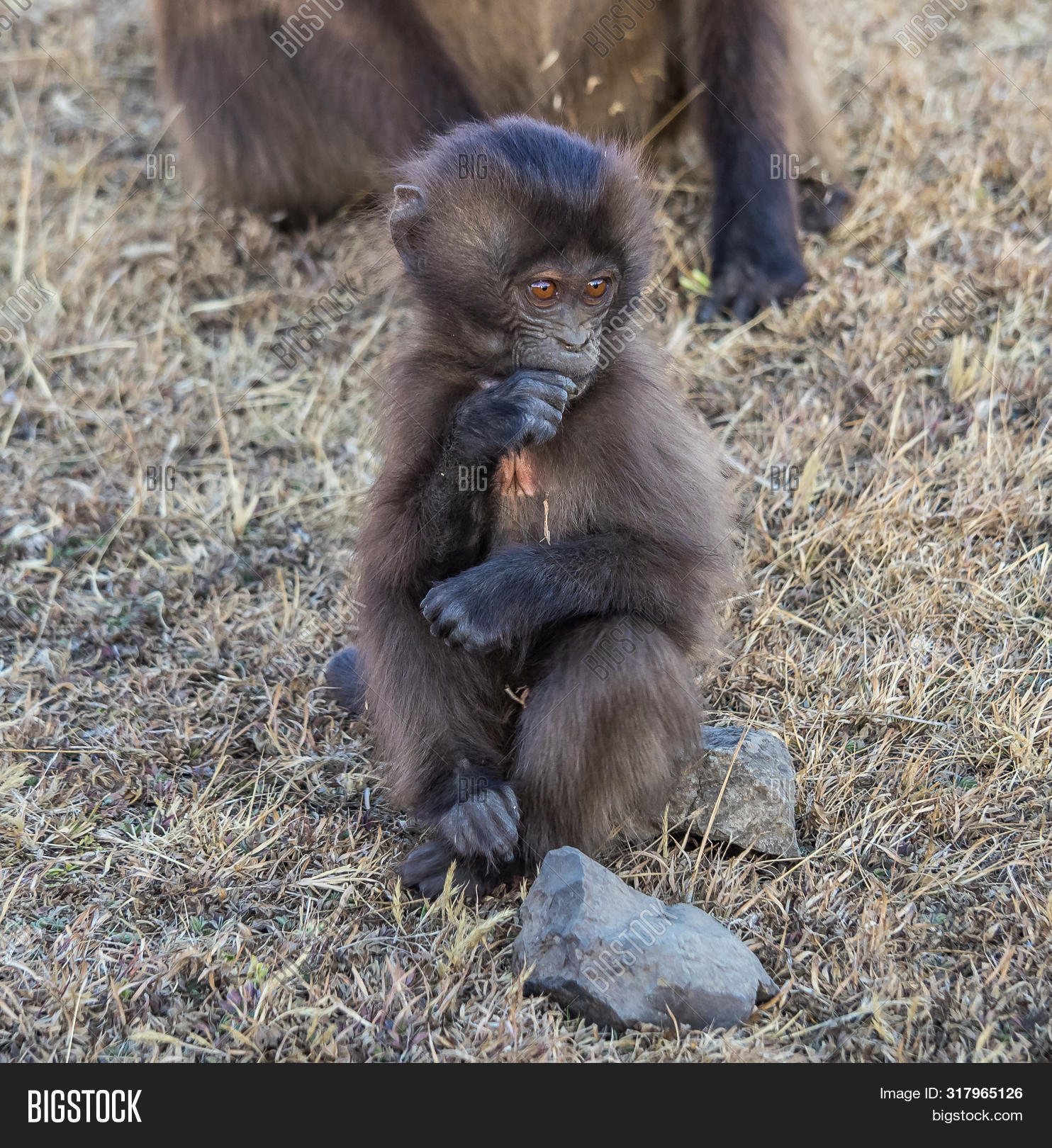 Gelada Baboon - Image & Photo (Free Trial) | Bigstock