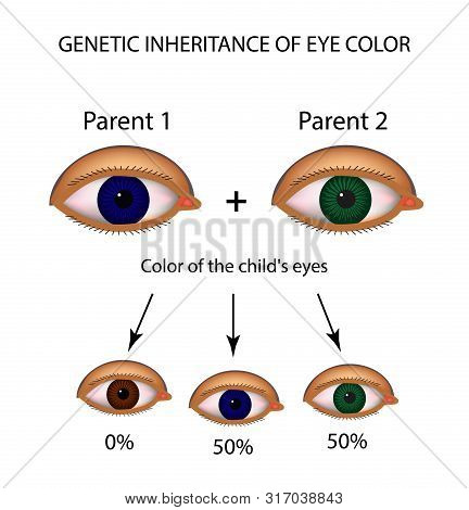 Genetic Inheritance Image & Photo (Free Trial) | Bigstock