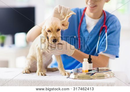 Vet Examining Dog. Image & Photo (Free Trial) | Bigstock