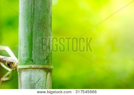 Bamboo Morning Image & Photo (Free Trial) | Bigstock