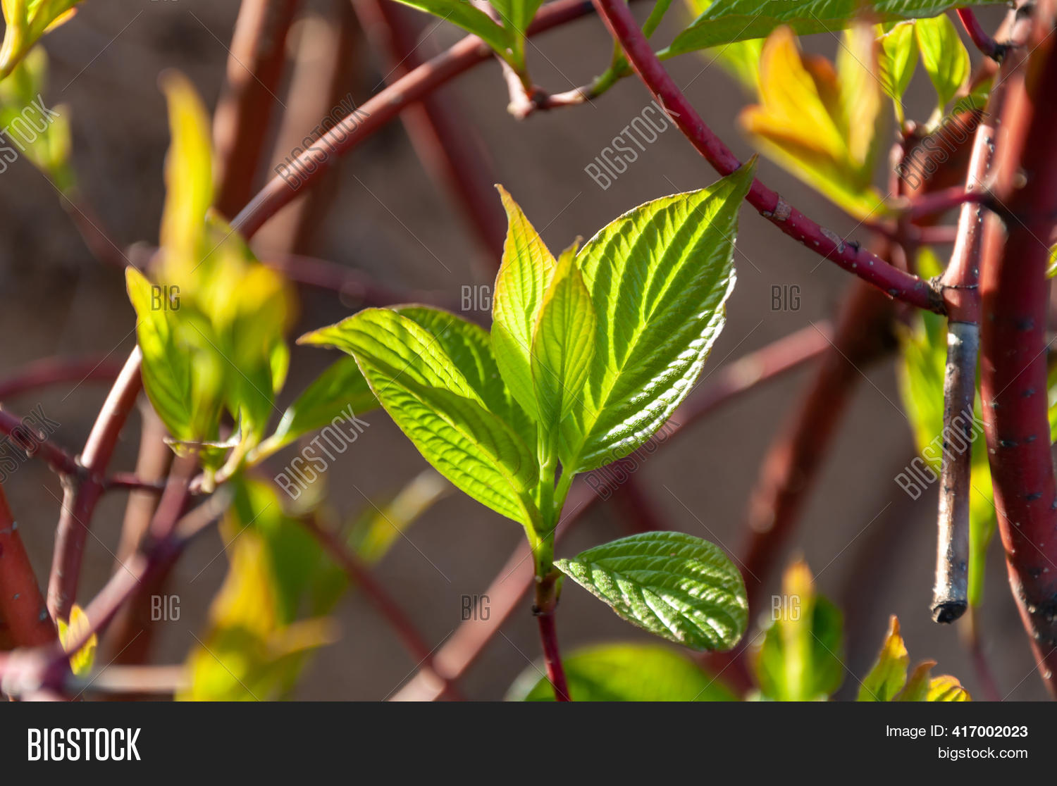 Siberian Dogwood Image & Photo (Free Trial) | Bigstock