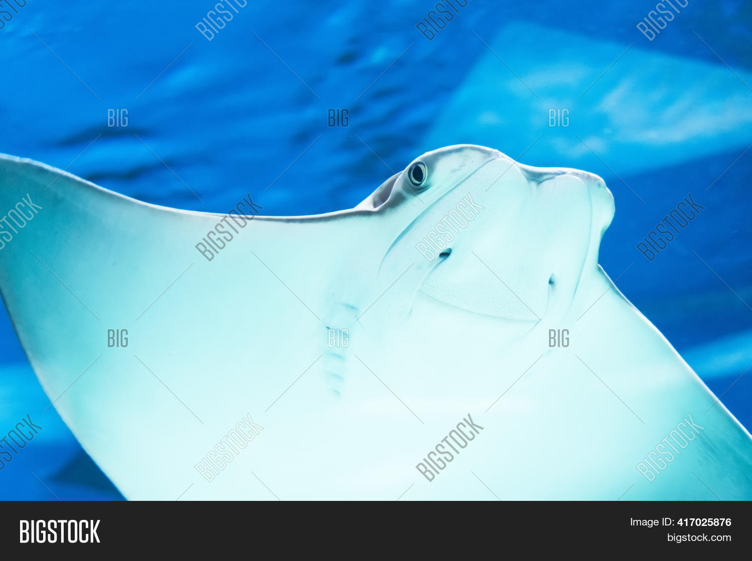 Stingray Swims Water, Image & Photo (Free Trial) | Bigstock