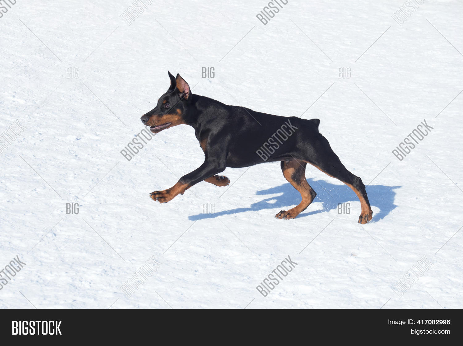 White Doberman Pinscher Puppy