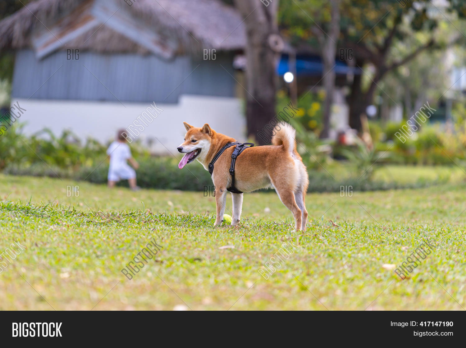 Happy Akita Inu Dog Image & Photo (Free Trial) | Bigstock