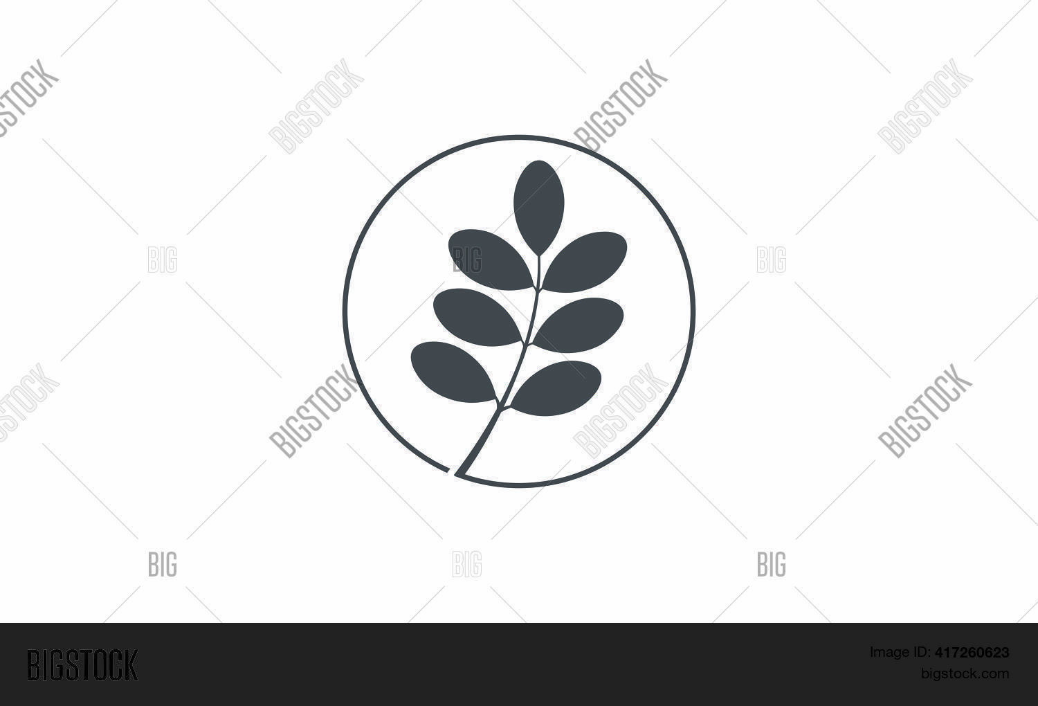 Circle Leaf Moringa Vector & Photo (Free Trial) | Bigstock