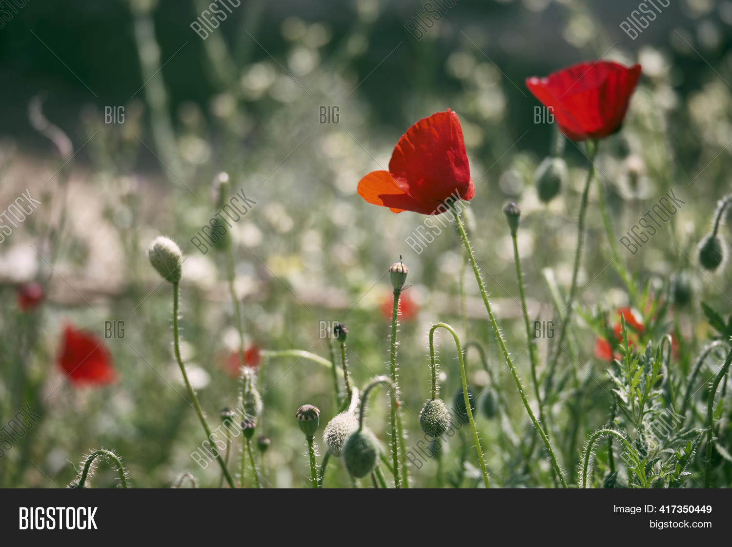Red Common Poppy Image & Photo (Free Trial) | Bigstock