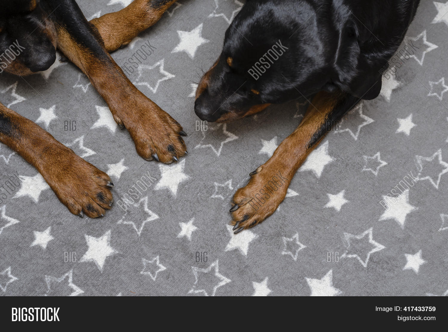 Paws Two Dogs On Gray Image & Photo (Free Trial) | Bigstock
