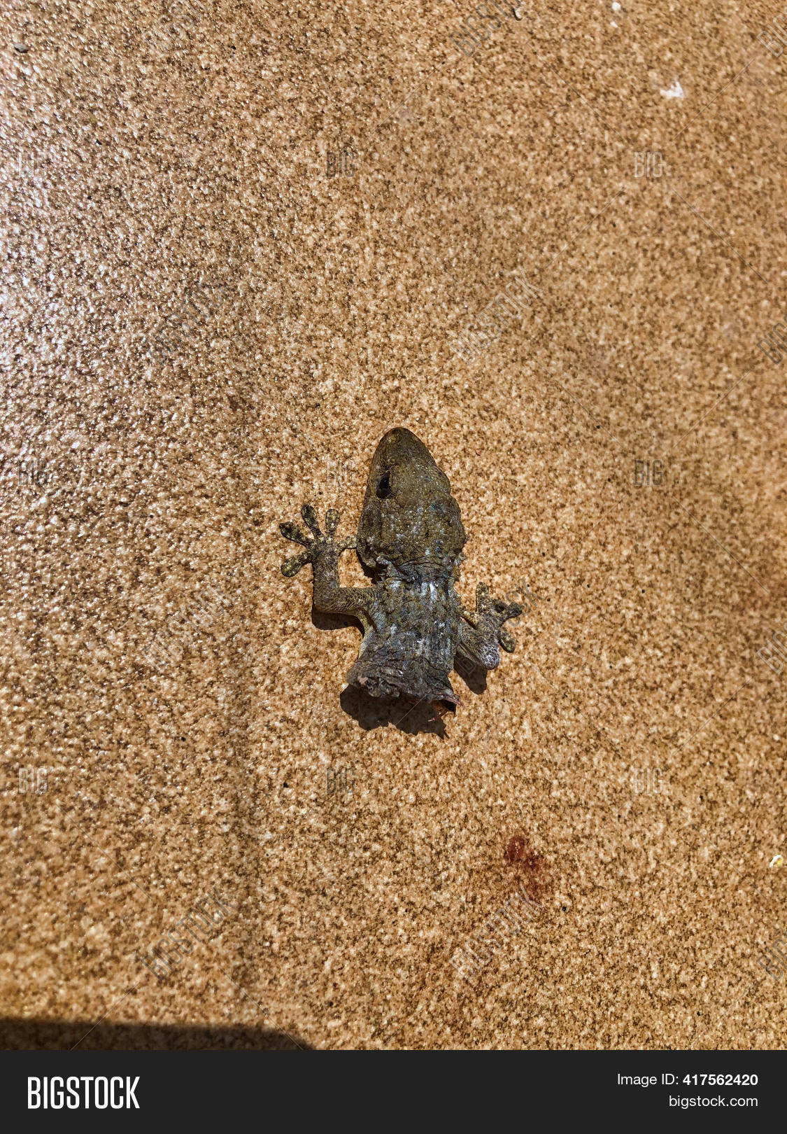 Poor Lizard Cut Half Image & Photo (Free Trial) | Bigstock