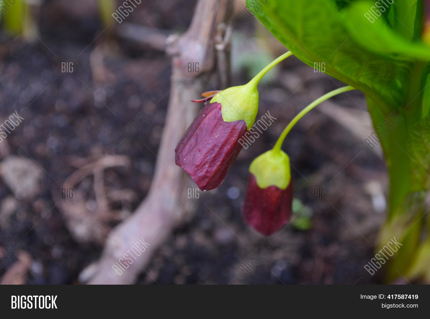 Flowering Scopolia Image & Photo (Free Trial) | Bigstock