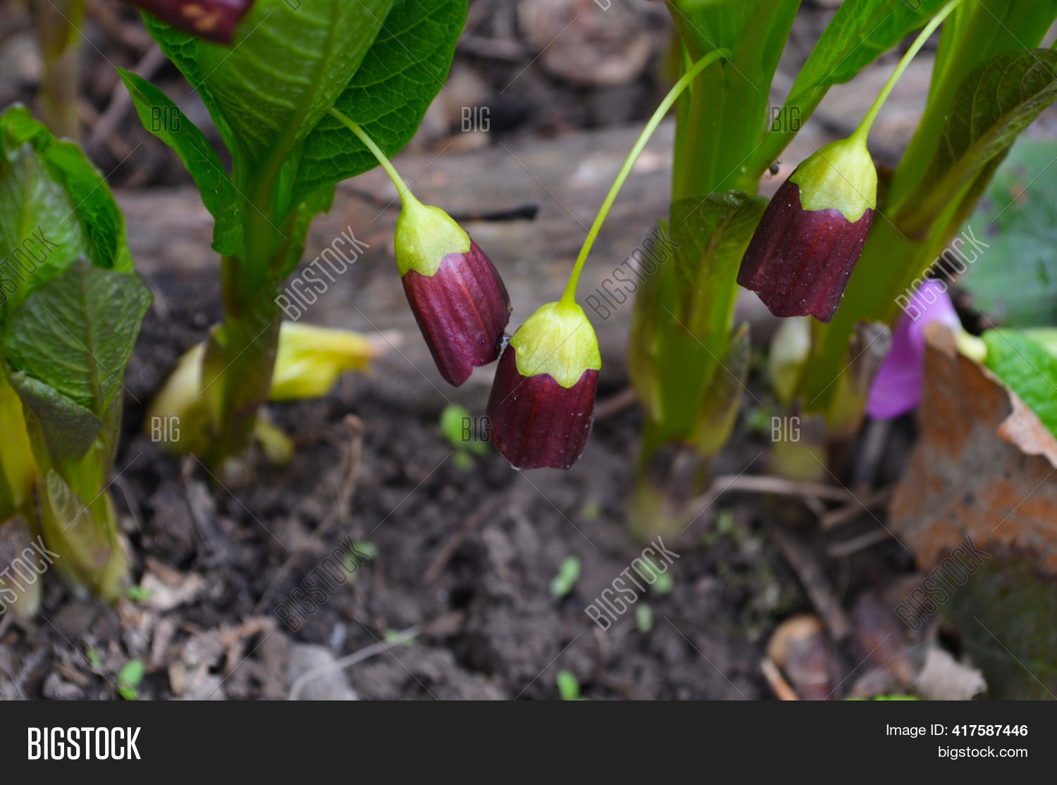Flowering Scopolia Image & Photo (Free Trial) | Bigstock