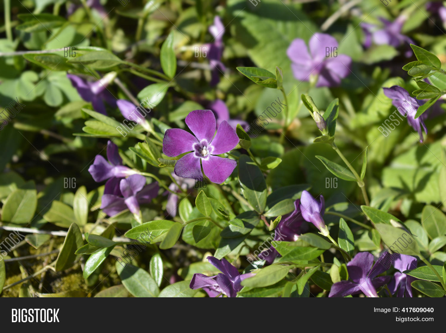 Lesser Periwinkle Image & Photo (Free Trial) | Bigstock