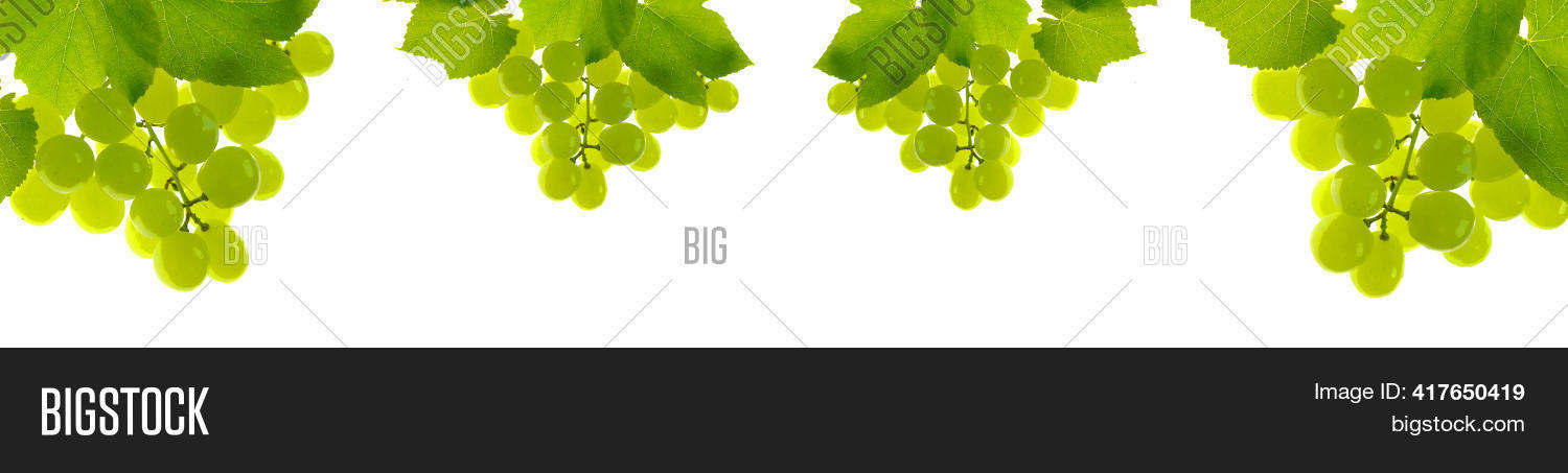 Green Grapes Banner. Image & Photo (Free Trial) | Bigstock