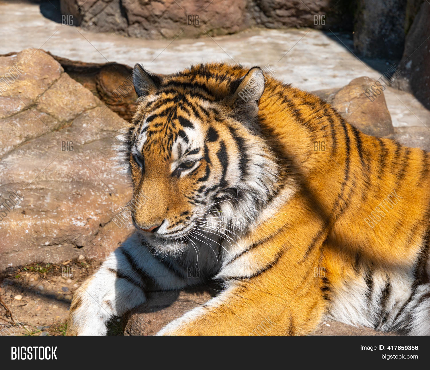 Bengal Tiger Lies On Image & Photo (Free Trial) | Bigstock