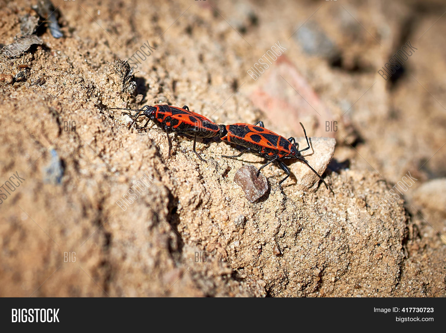 Mating Fire Beetles. Image & Photo (Free Trial) | Bigstock