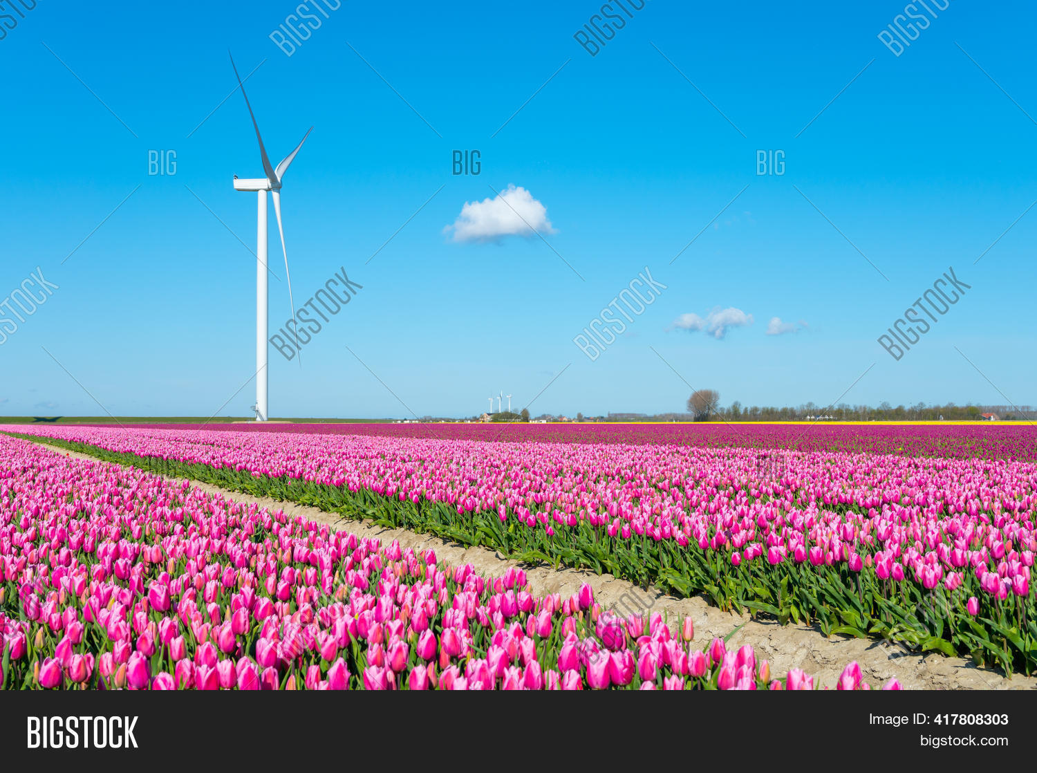 Tulips Bulbs Image & Photo (Free Trial) | Bigstock