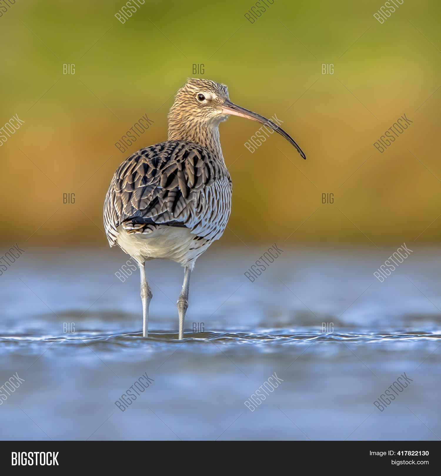 Eurasian Curlew Common Image & Photo (Free Trial) | Bigstock