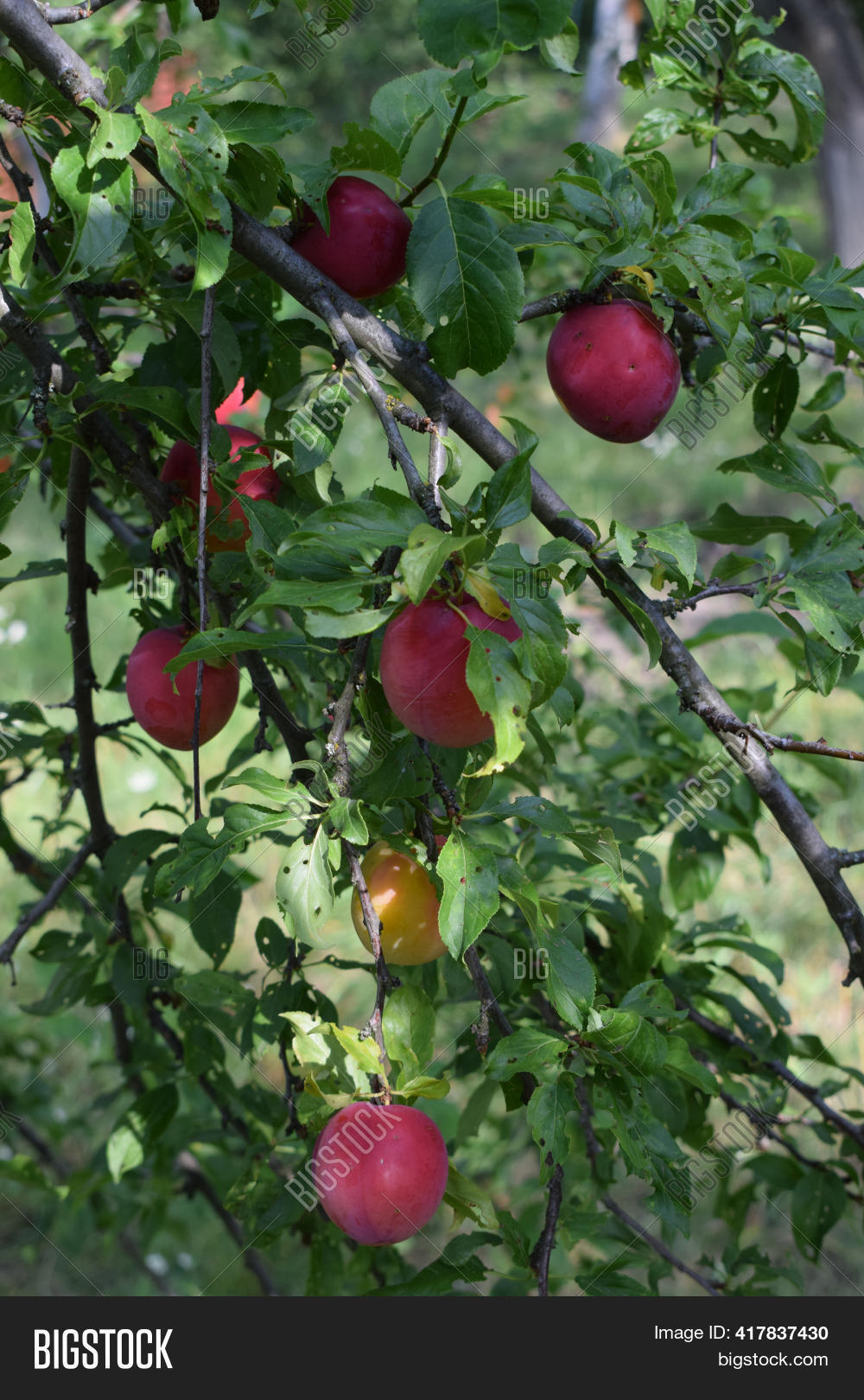 Plum Tree Fruit. Image & Photo (Free Trial) | Bigstock