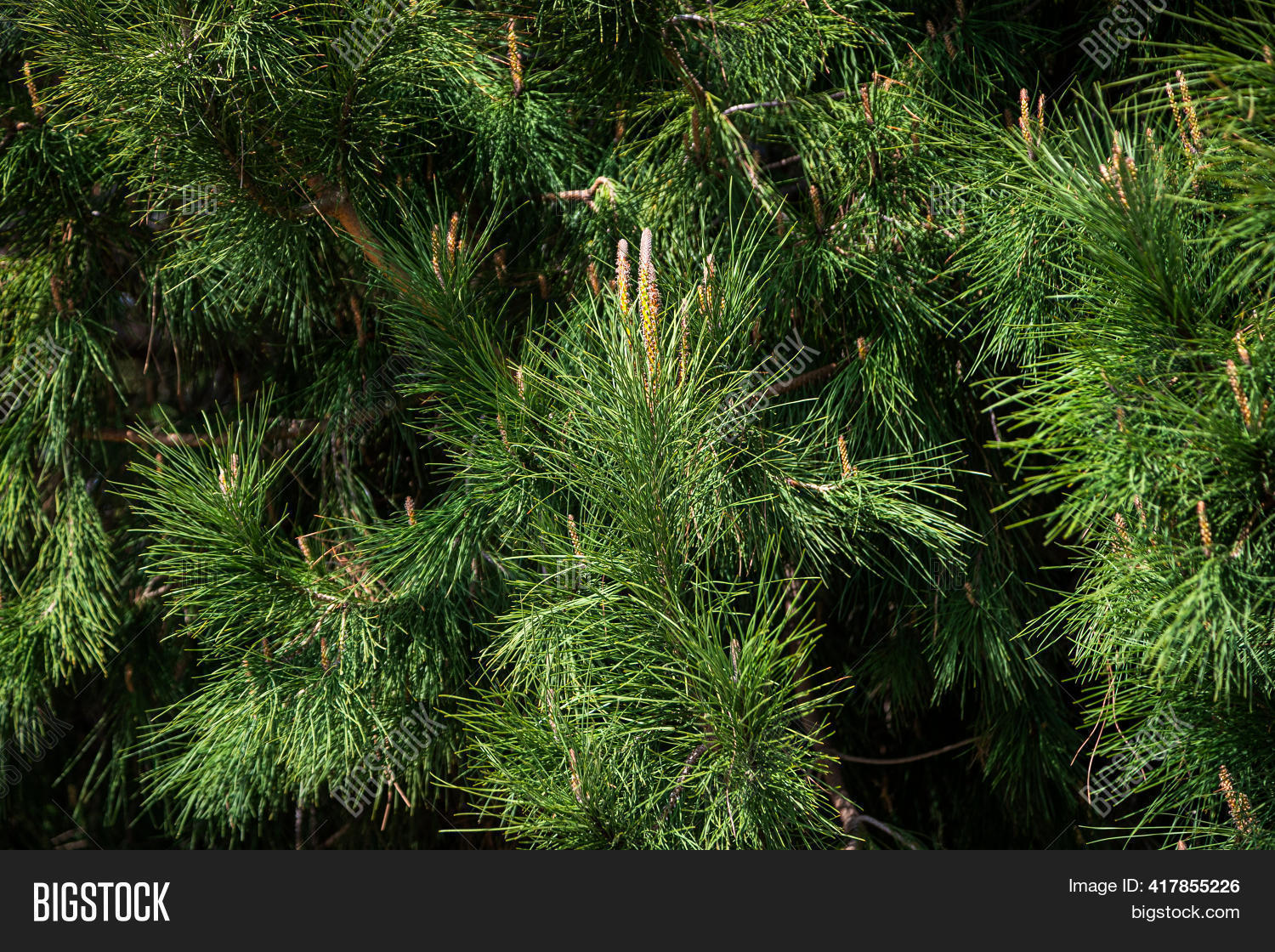 Close Bright Green Image & Photo (Free Trial) | Bigstock