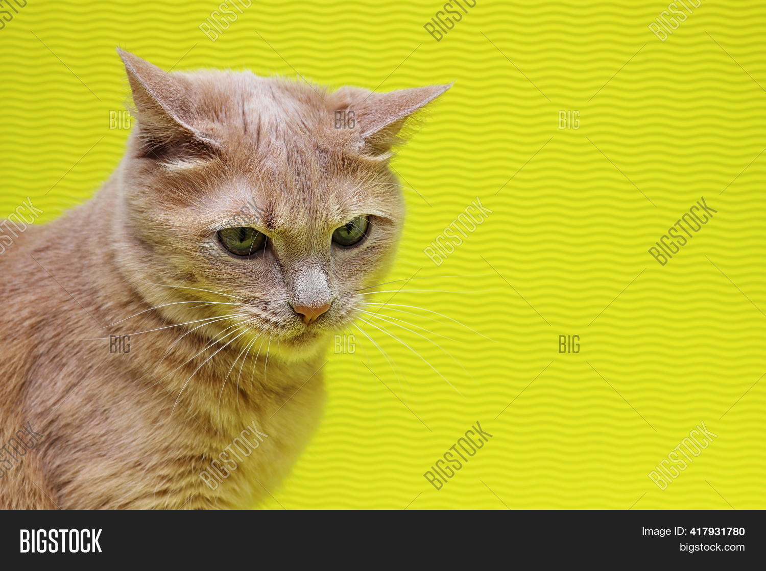 Angry Red Cat On Image & Photo (Free Trial) | Bigstock