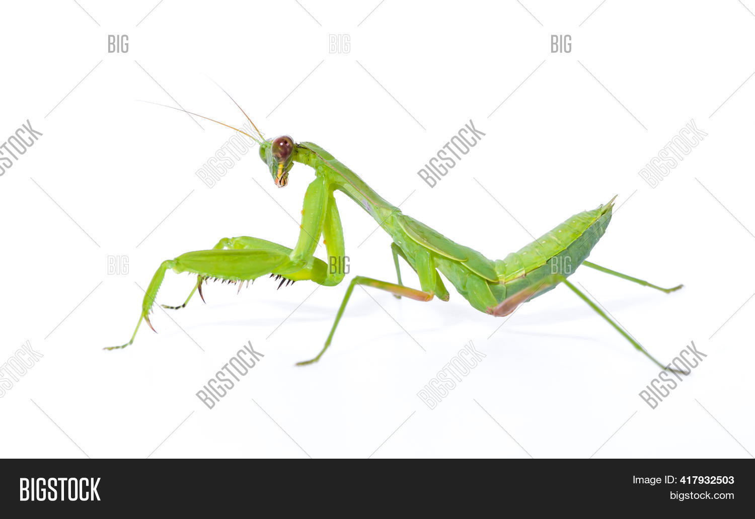 Praying Mantis Image & Photo (Free Trial) | Bigstock