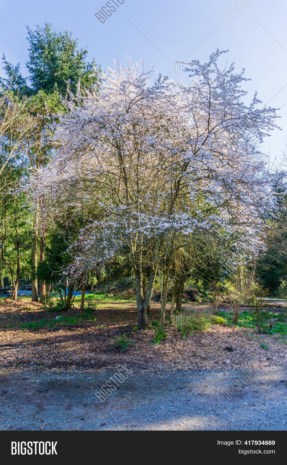 White Spring Blossoms Image & Photo (Free Trial) | Bigstock