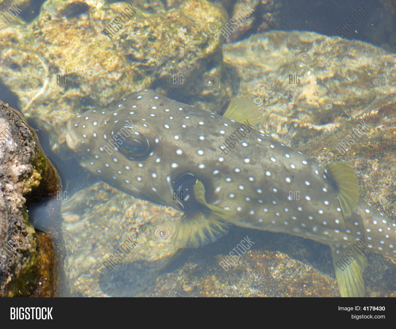 Spotted Puffer Fish Image & Photo (Free Trial) | Bigstock