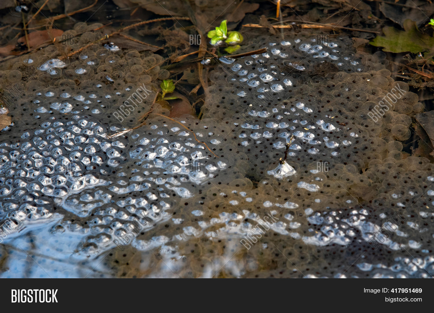 Frog Spawn Waters. Image & Photo (Free Trial) | Bigstock