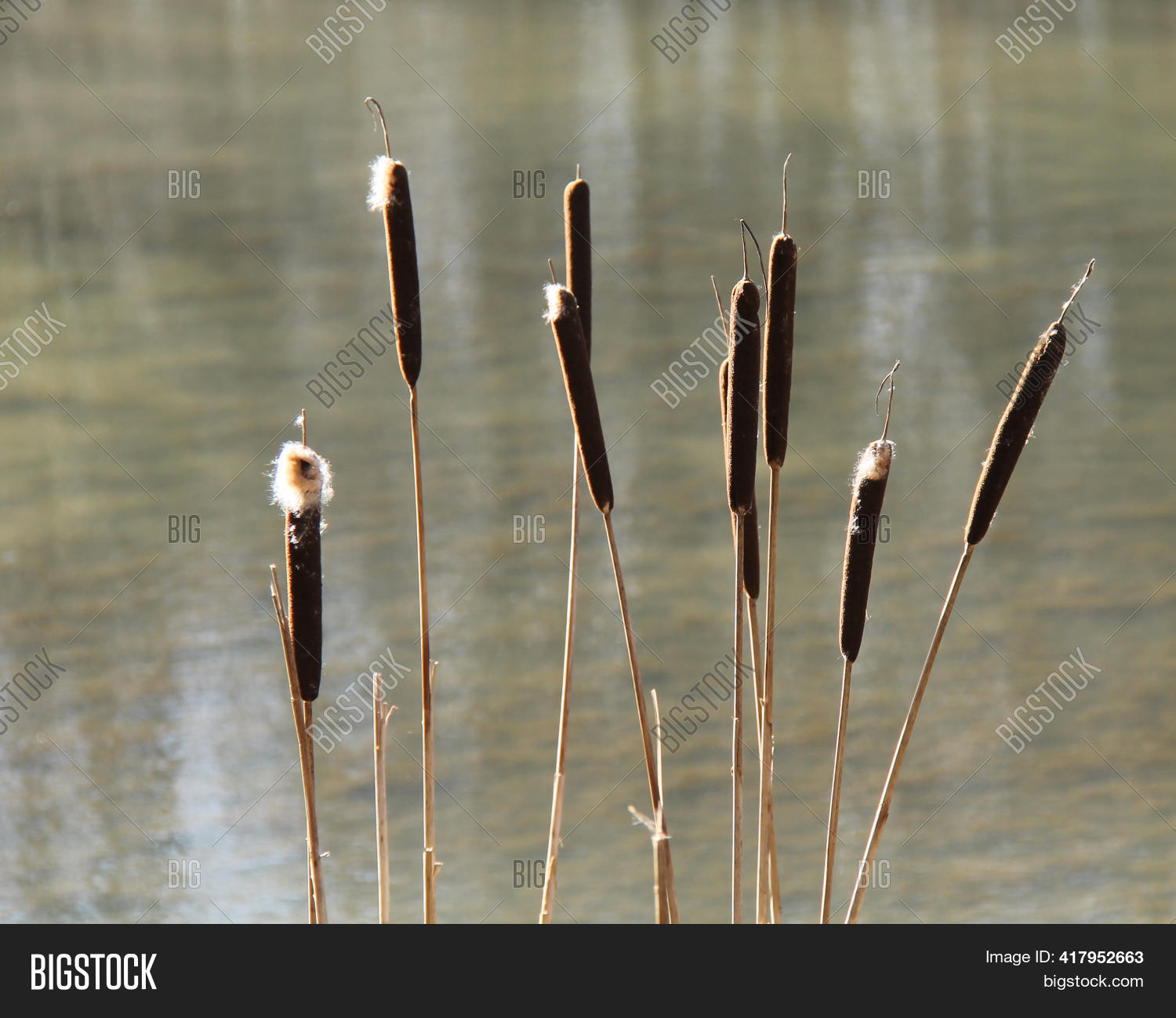 Group Bullrush Plants Image & Photo (Free Trial) | Bigstock