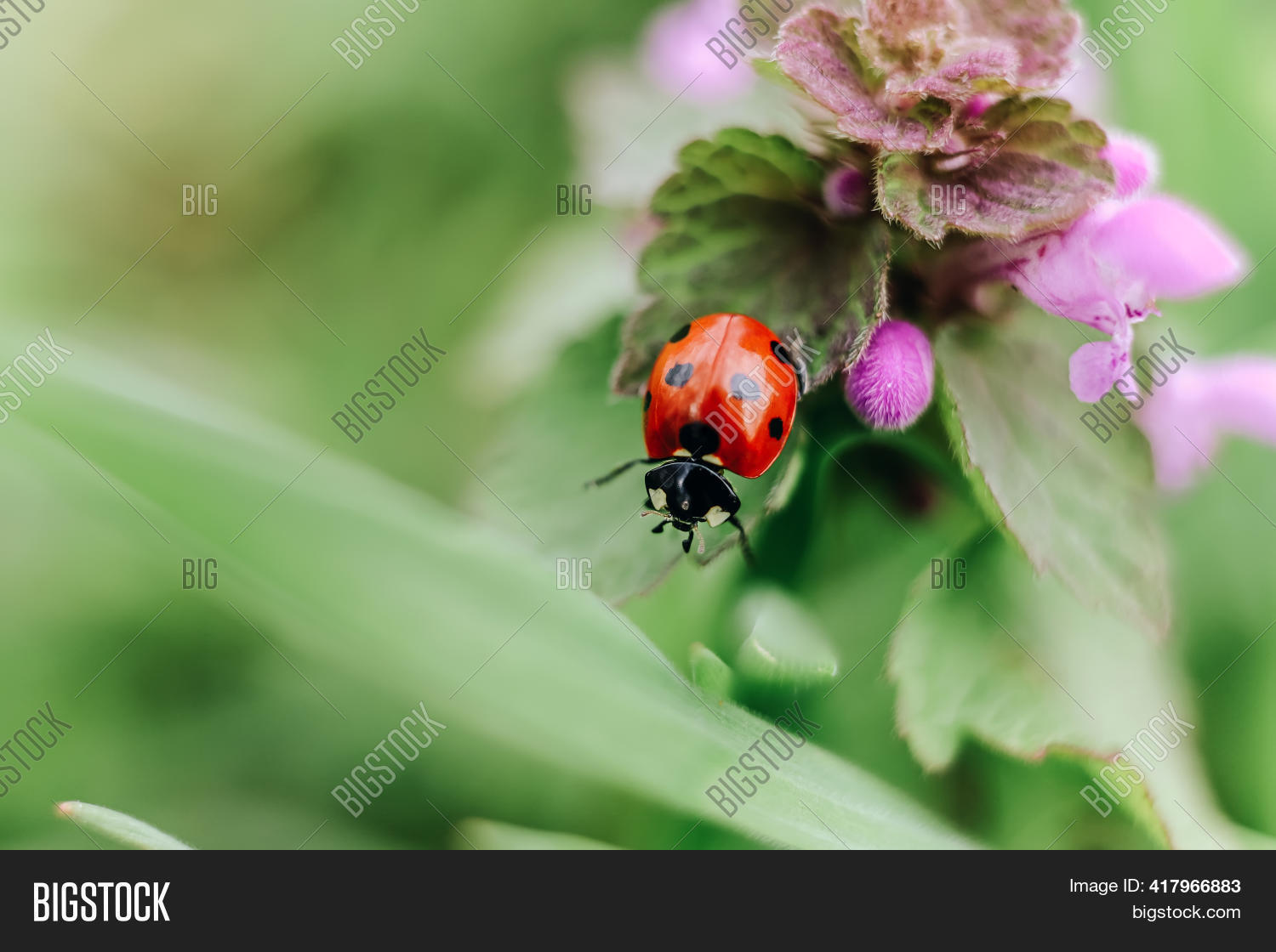 Red Ladybug Insect Sit Image & Photo (Free Trial) | Bigstock