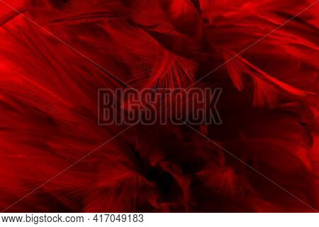 Dark Red Feather Wing Image & Photo (Free Trial) | Bigstock