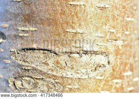 Shiny Brown Surface Image & Photo (Free Trial) | Bigstock