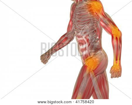 3d Human Male Anatomy Image & Photo (Free Trial) | Bigstock