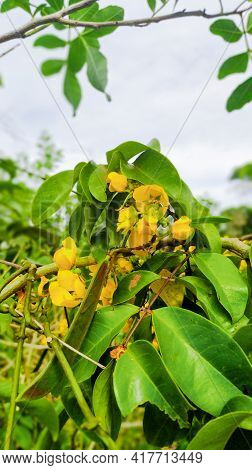Shrub Caesalpinia Image & Photo (Free Trial) | Bigstock