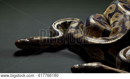 Two Headed Ball Python Images, Illustrations & Vectors (Free) - Bigstock